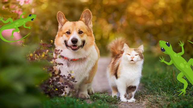 New Quizzes - Playbuzz