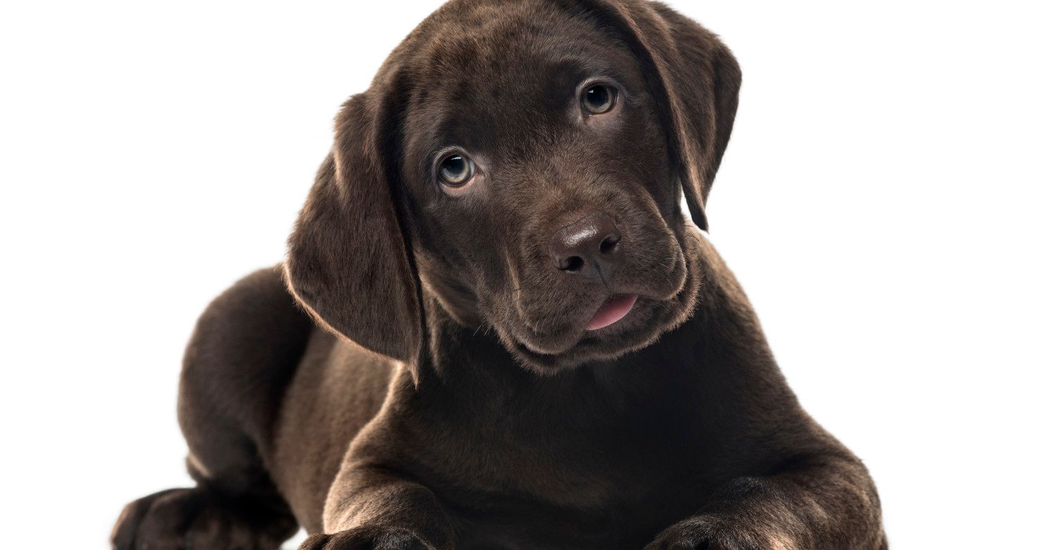 Only the Best Puppy Parents Will Pass This True or False Dog Trivia