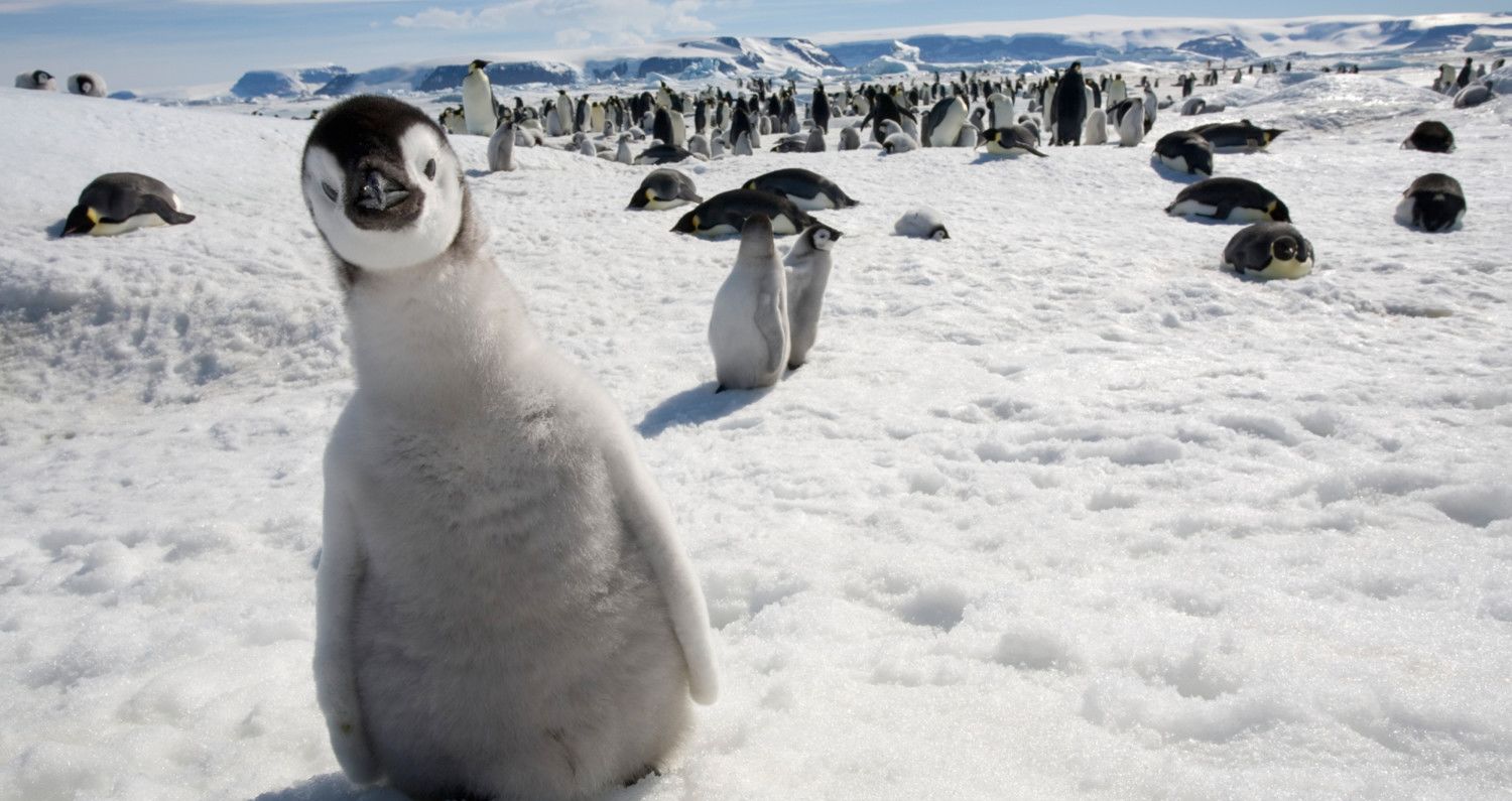 10 True Or False Questions About Antarctica That Will Make You Want To 10-true-or-false-questions-about-antarctica-that-will-make-you-want-to