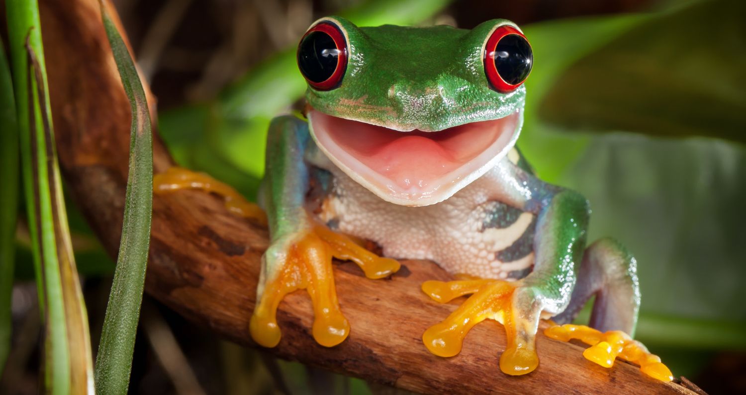 Can You Name These Strange Rainforest Creatures?