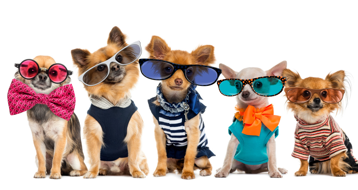Answer 7 Questions to Find Out How You Should Totally Dress Up Your Pet