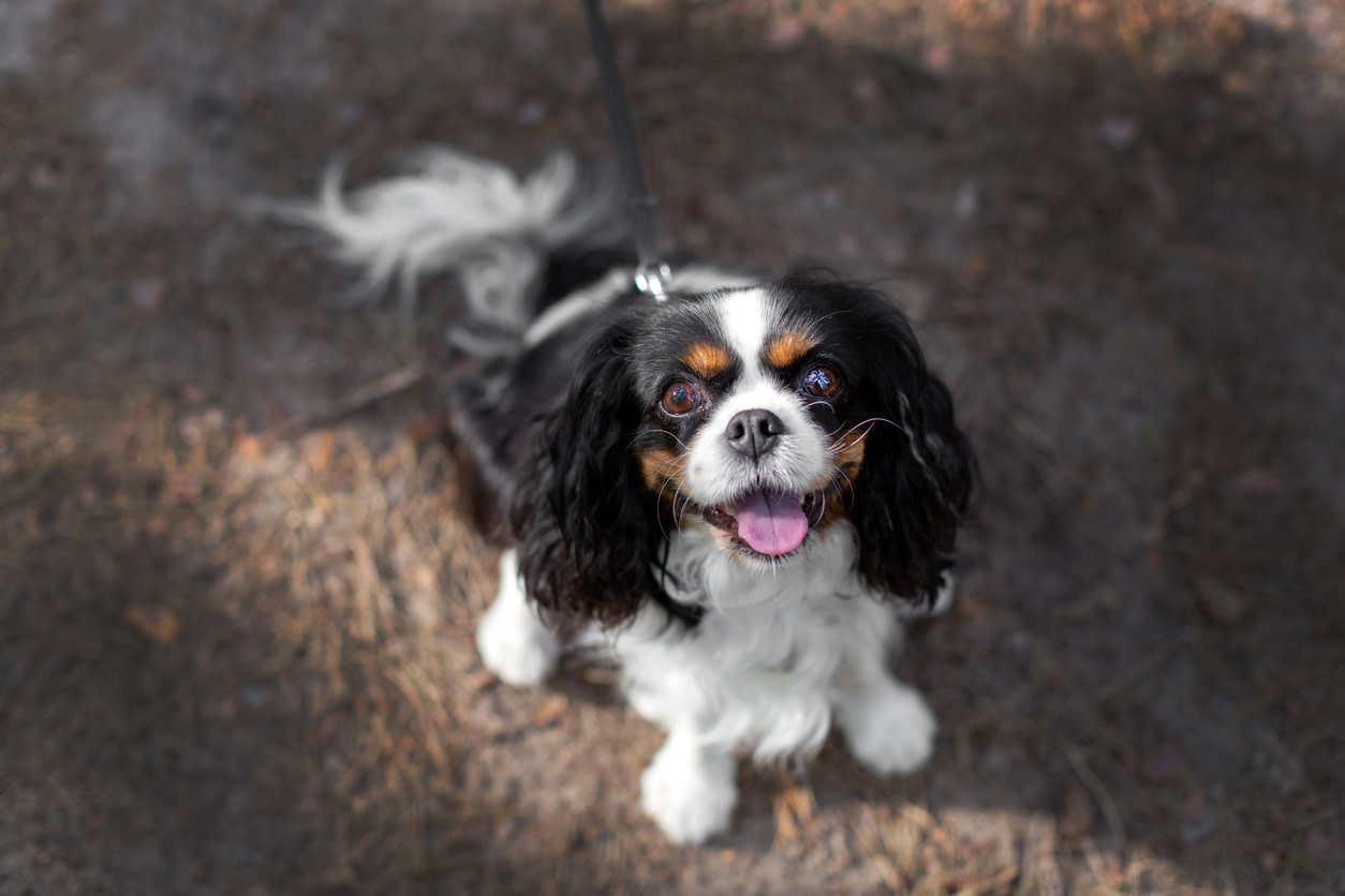 Can You Guess What These Dog Breeds Were Bred For? Can You Guess What These Dog Breeds Were Bred For?