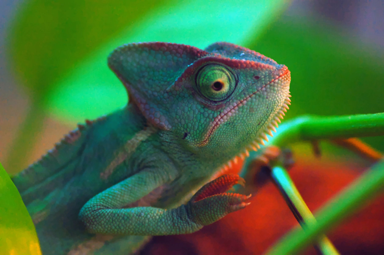 Are You a Cat, a Dog or a Lizard? Let's Find Out!