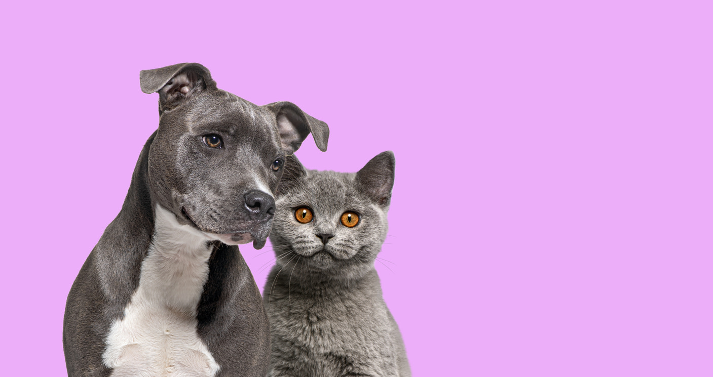 This Quiz Will Determine If You're a Cat or Dog Person